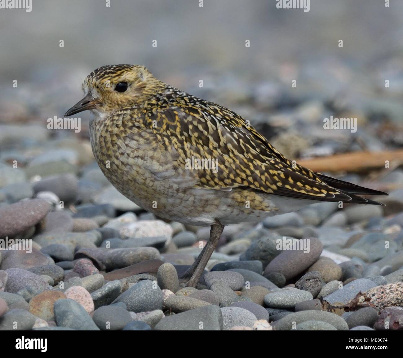 Golden plover uk winter hi-res stock photography and images - Alamy