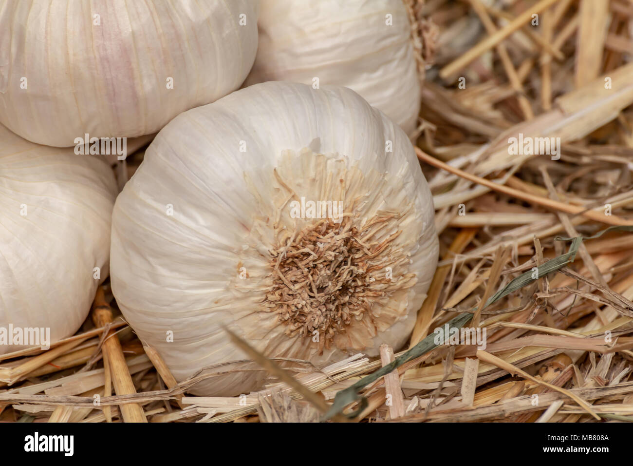 Organic raw garlic bulbs on straw background, Allium sativum Stock ...