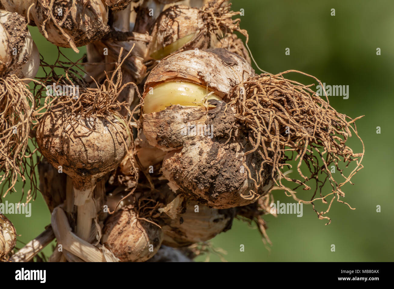 Braided organic raw garlic bulbs. Traditional drying of garlic, Allium ...