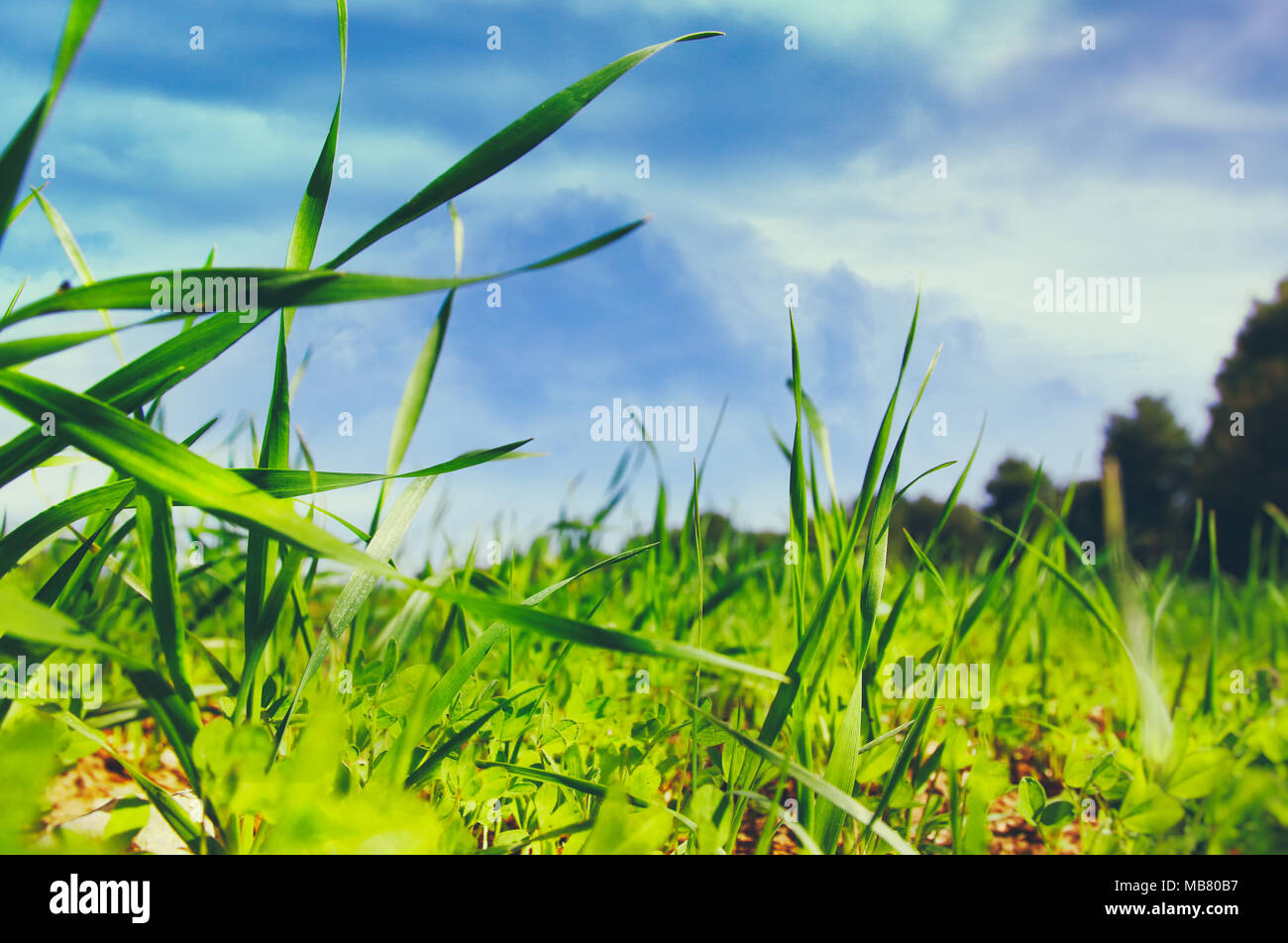 low angle view of fresh grass. freedom and renewal concept Stock Photo ...