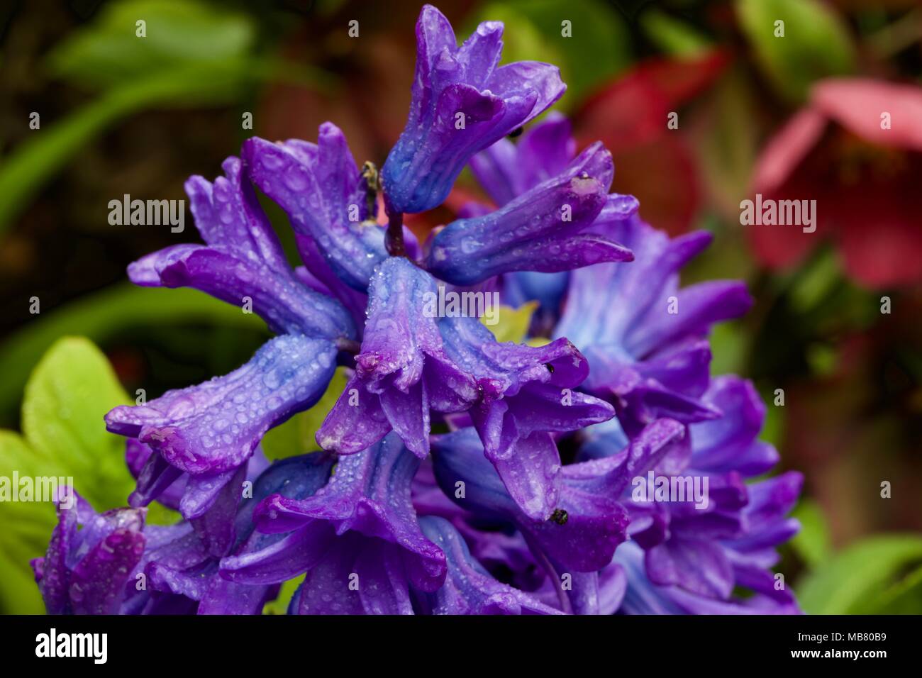 Colourful water hyacinths flower hi-res stock photography and images ...