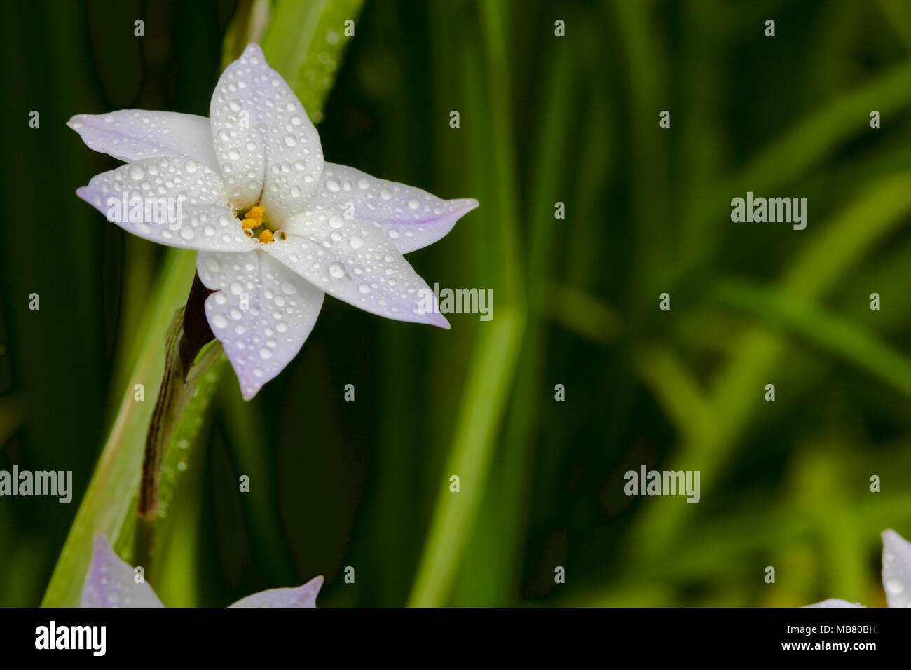 Ipheion white star hi-res stock photography and images - Alamy