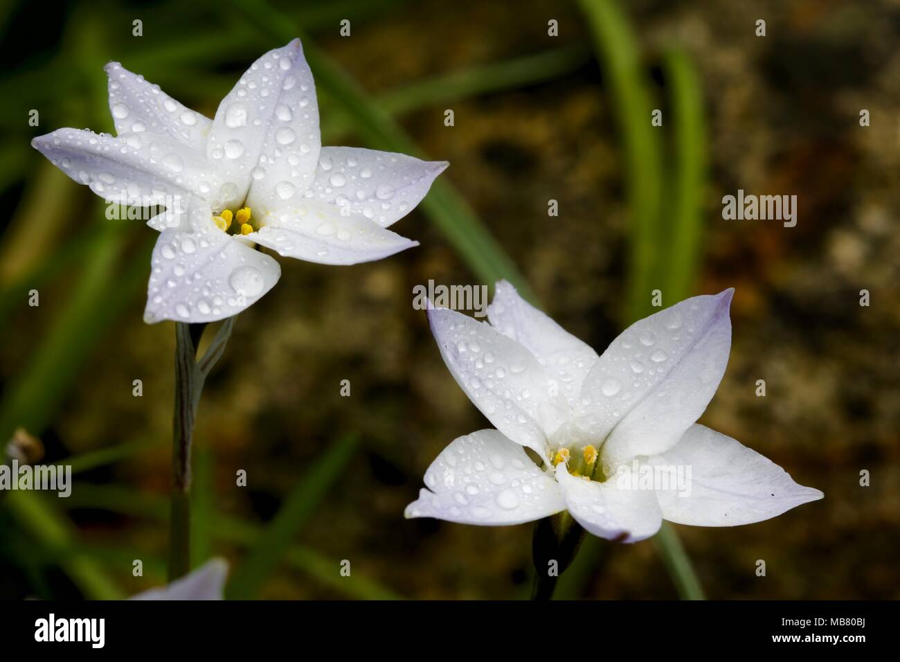 White ipheion hi-res stock photography and images - Alamy