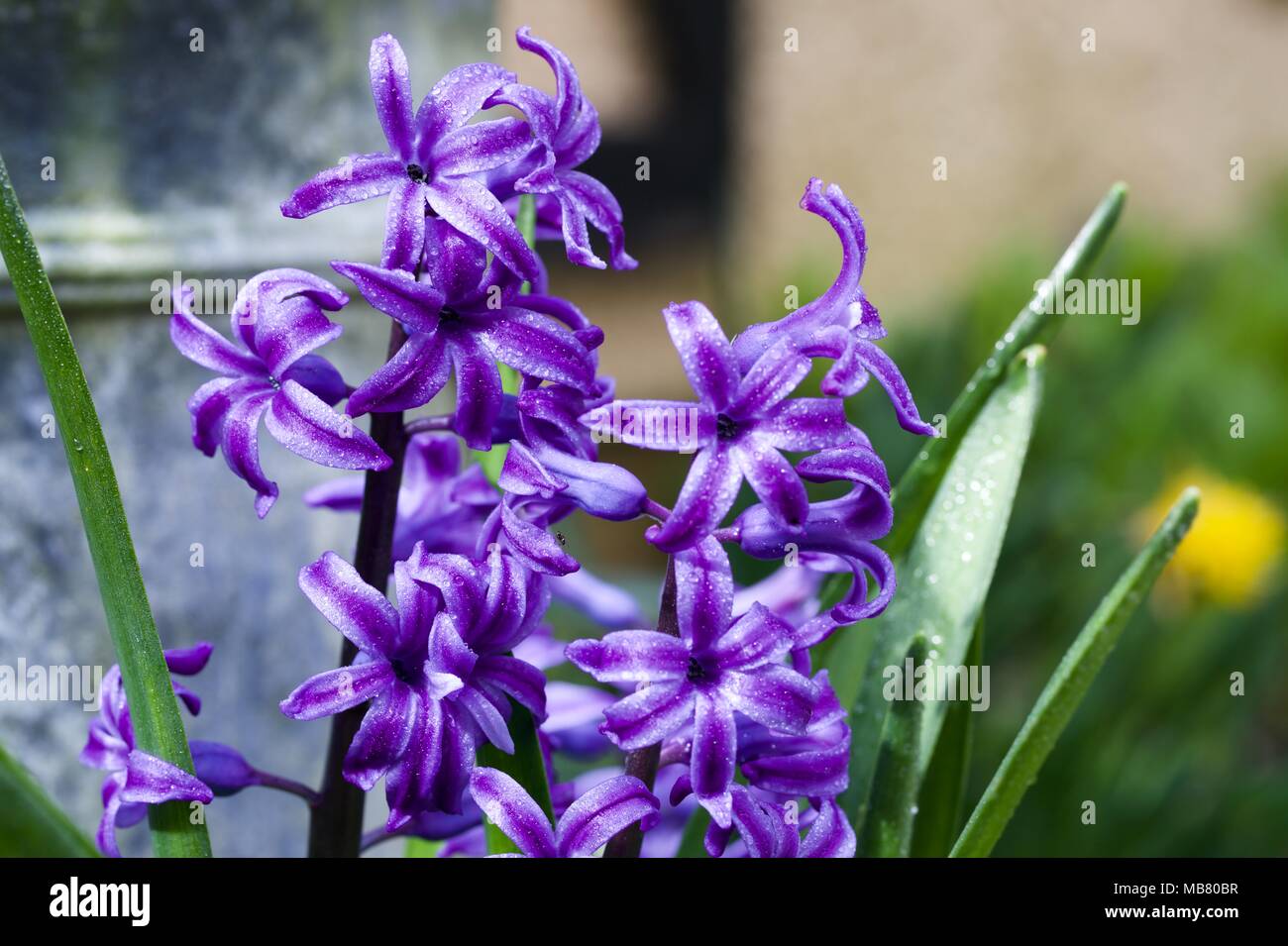 Stunning purple Hyacinth - Hyacinthus orientalis Stock Photo - Alamy