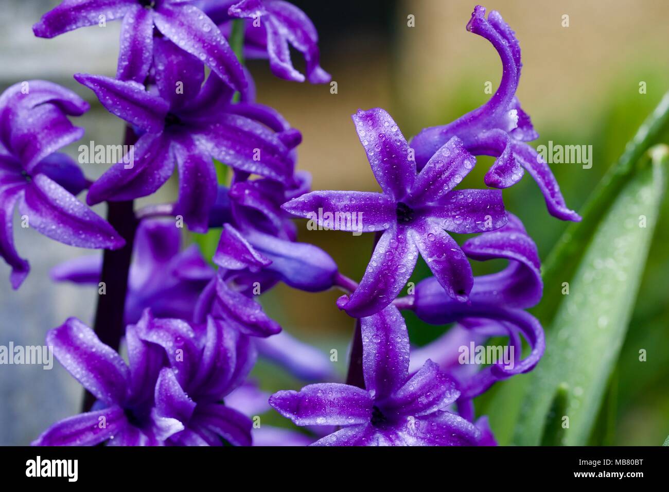 Purple hyacinth blossoms hi-res stock photography and images - Alamy