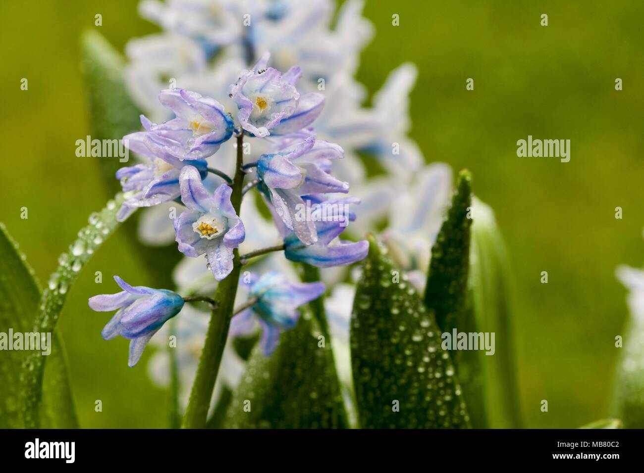 Russian Snowdrop ( Puschkinia scilloides Stock Photo - Alamy