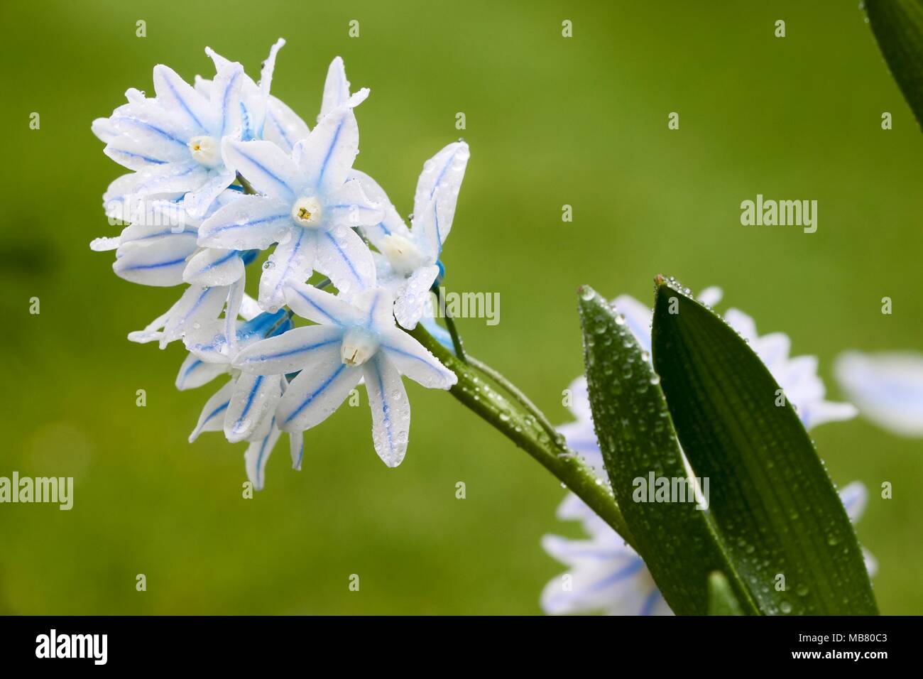 Russian snowdrop hi-res stock photography and images - Alamy