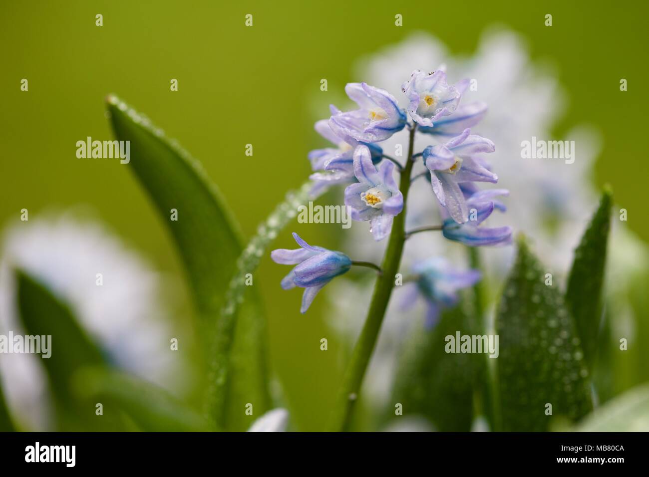 Russian Snowdrop ( Puschkinia scilloides Stock Photo - Alamy