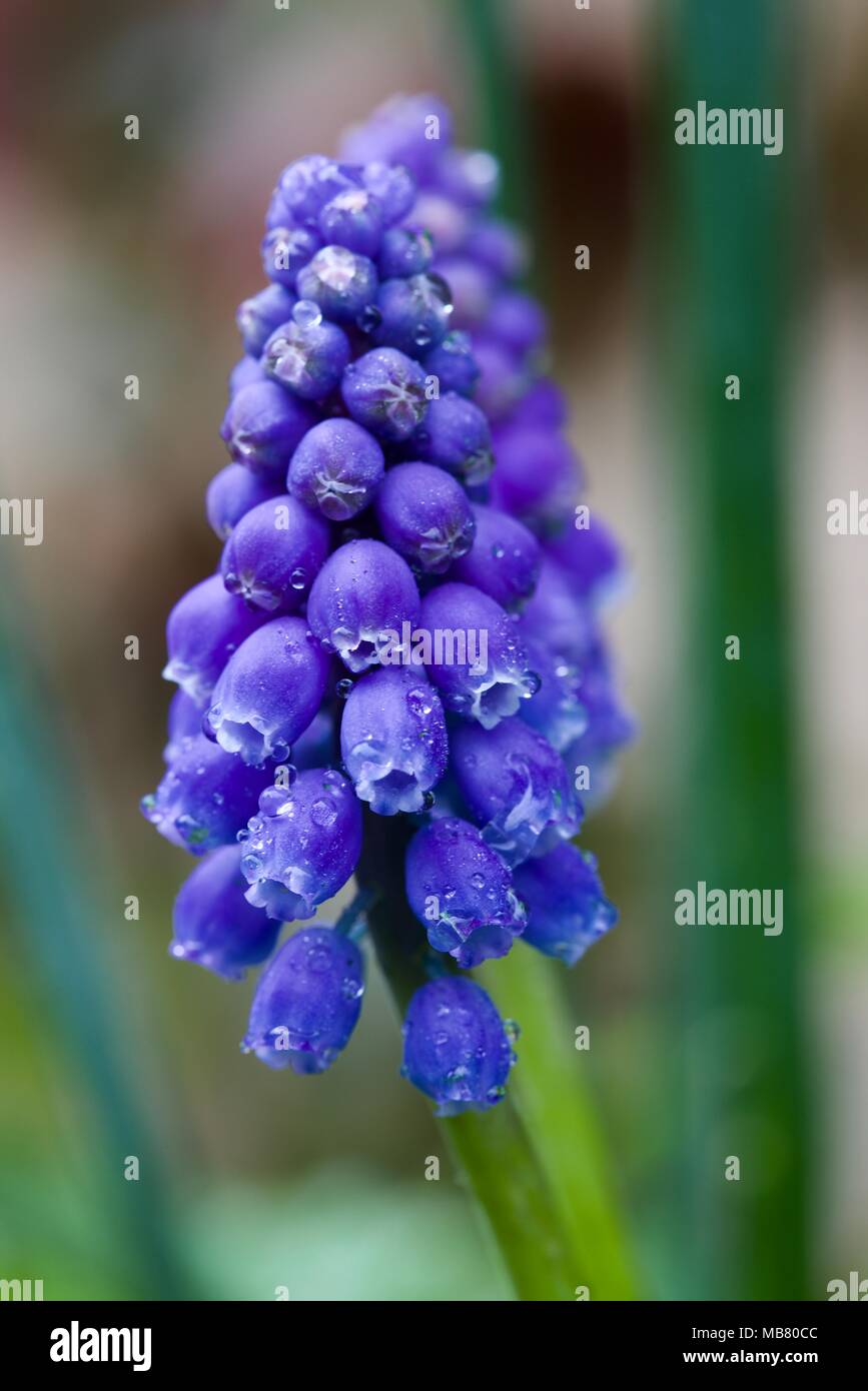 Grape Hyacinth - Muscari armeniacum Stock Photo - Alamy