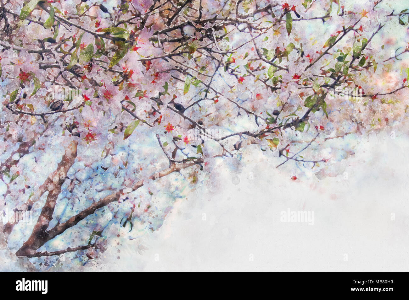 watercolor style and abstract image of cherry tree flowers Stock Photo ...