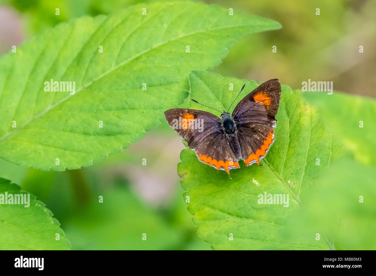 Purple antenna hi-res stock photography and images - Alamy