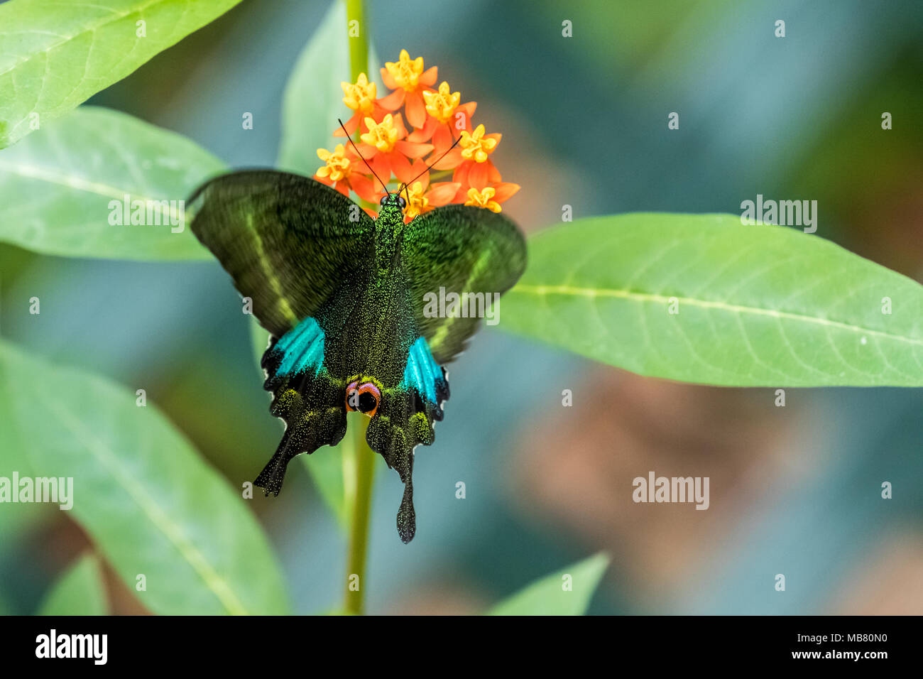 Papilio paris butterfly hi-res stock photography and images - Alamy
