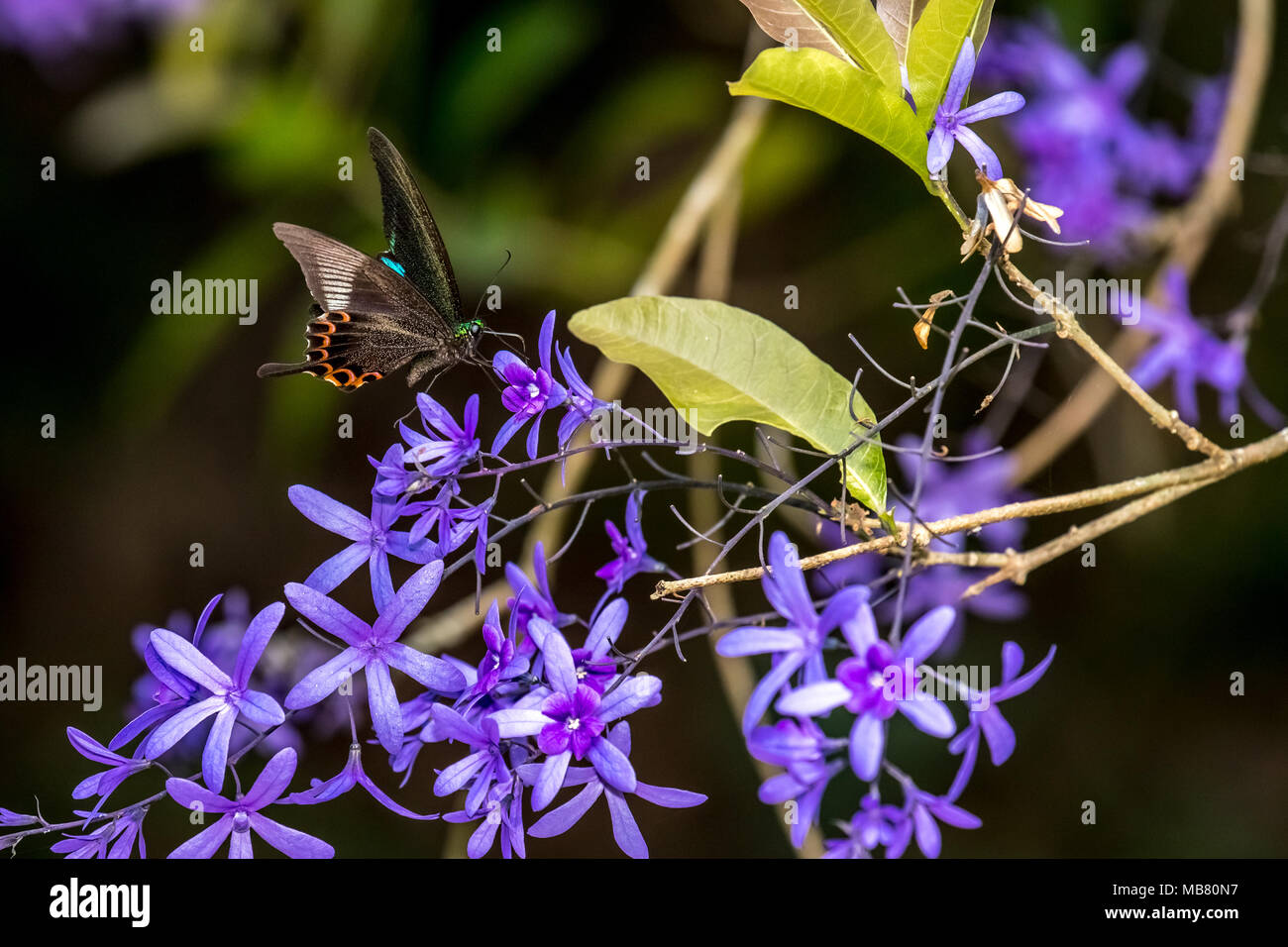 Paris peacock butterfly hi-res stock photography and images - Alamy