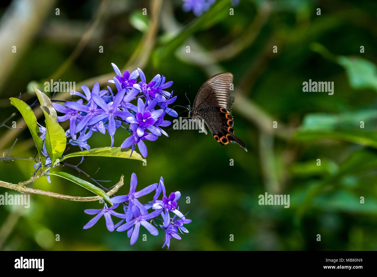 Paris peacock butterfly hi-res stock photography and images - Alamy