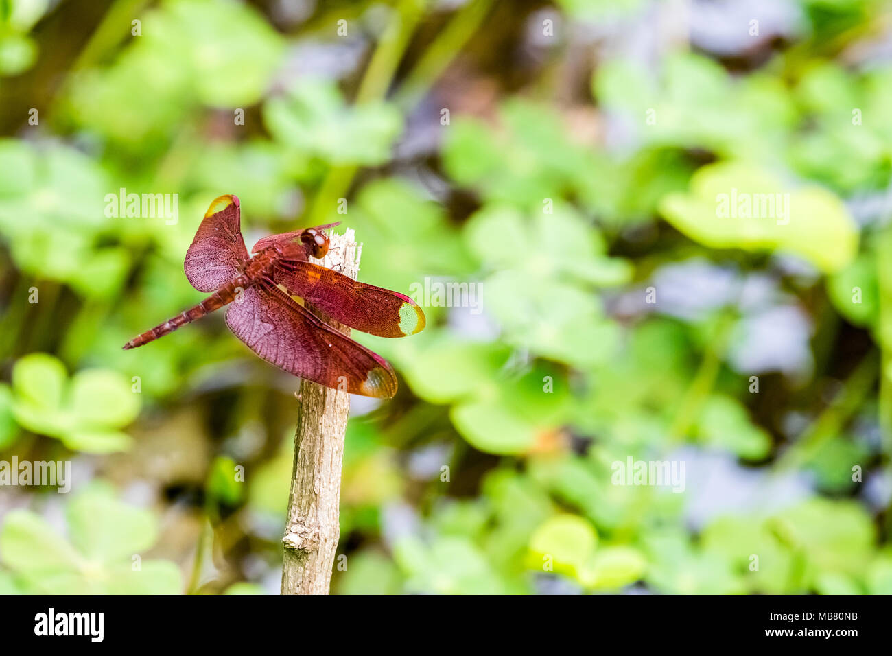Portrait of dragonfly - Russet Percher (Neurothemis fulvia Stock Photo ...