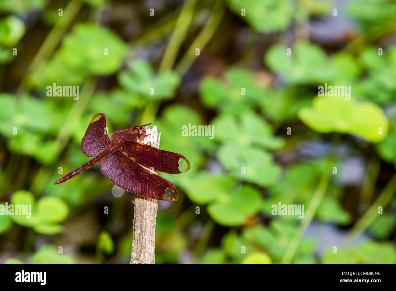 Portrait of dragonfly - Russet Percher (Neurothemis fulvia Stock Photo ...