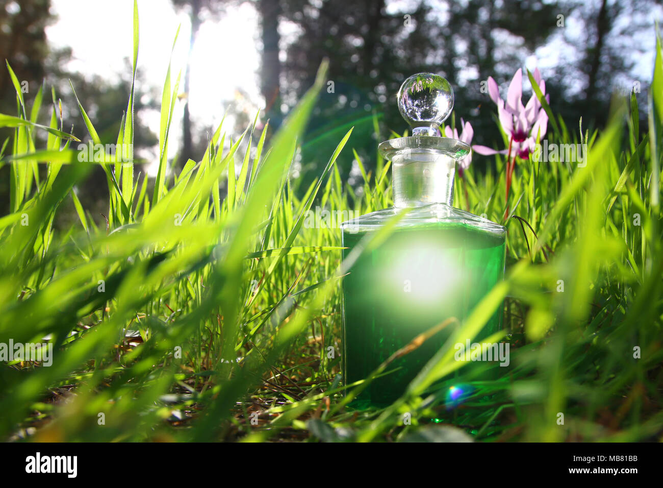 bottle with magical green potion in the forest at sunlight Stock Photo ...