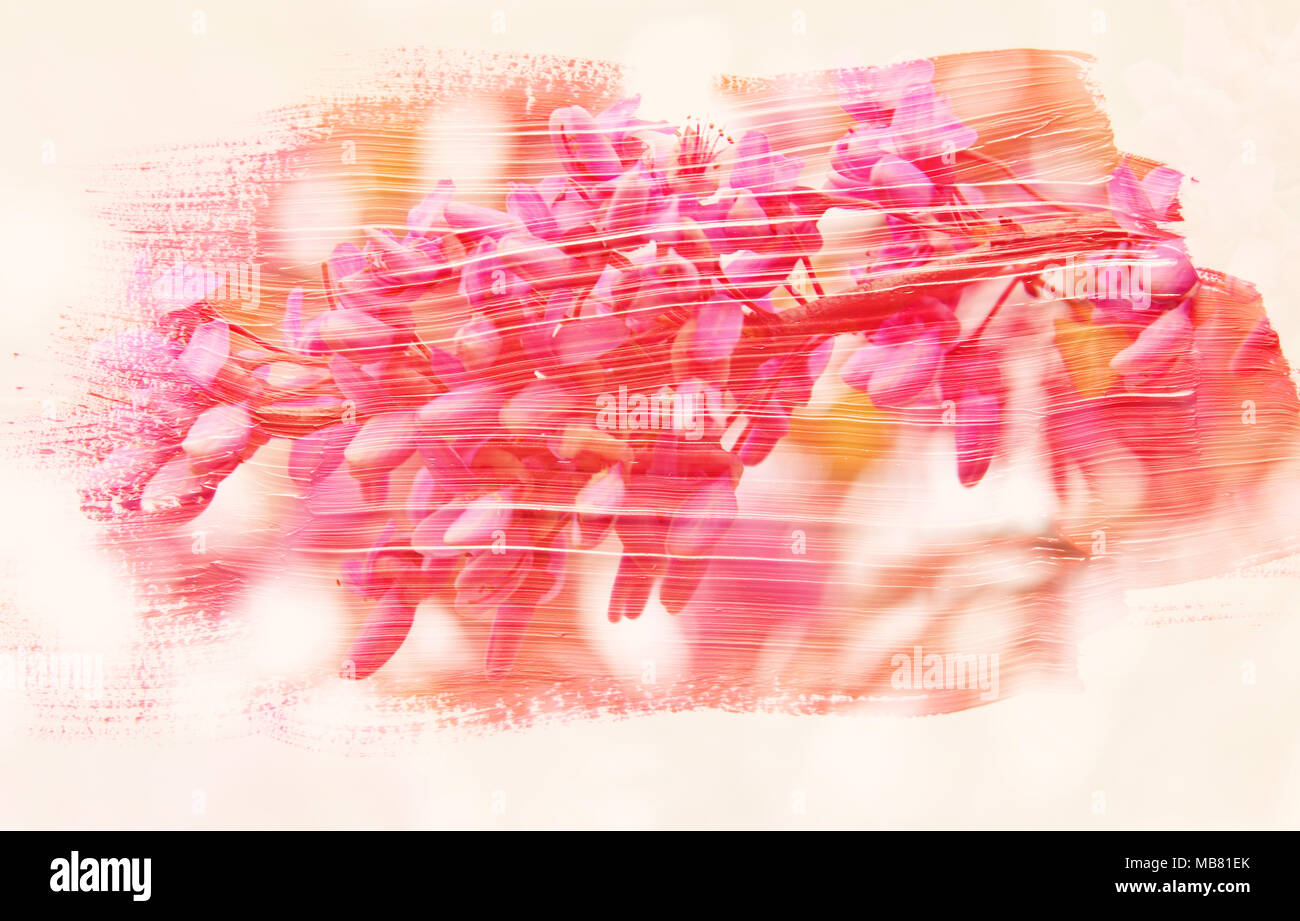 dreamy and abstract image of cherry tree. double exposure effect with ...