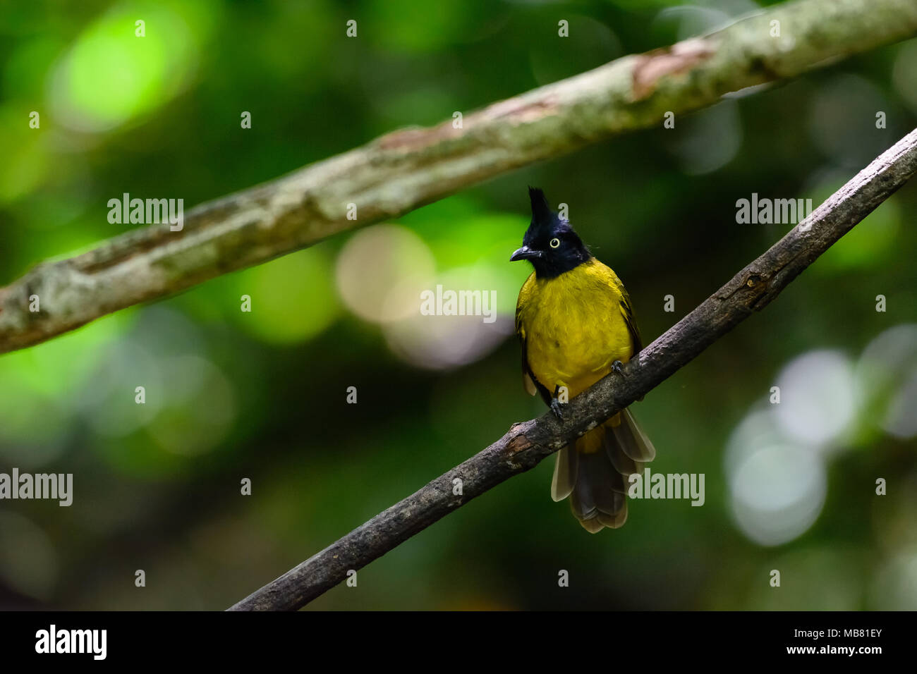 Pycnonotidae bulbuls hi-res stock photography and images - Alamy