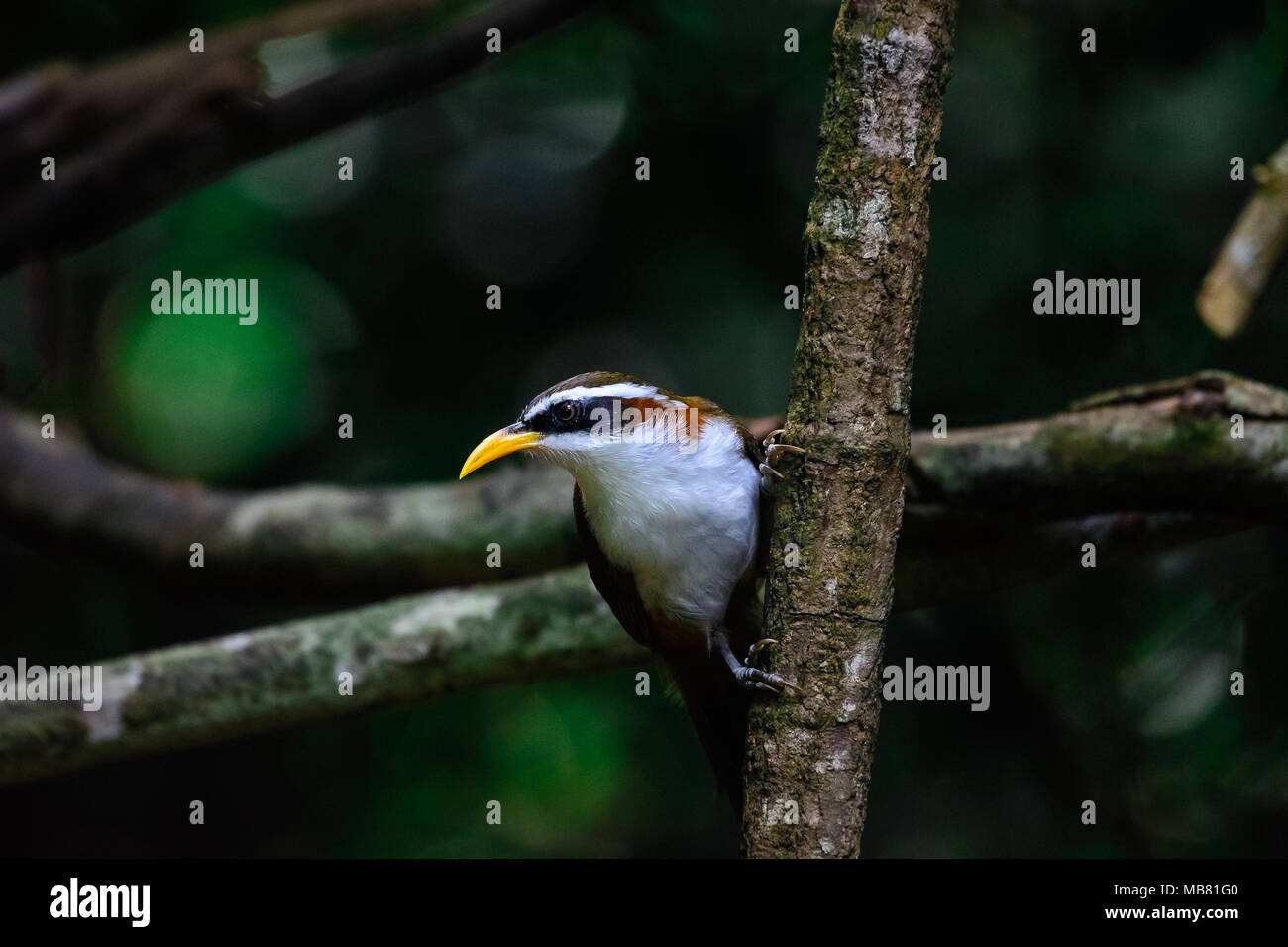 White-browed Scimitar Babbler, Scientific name: Pomatorhinus ...