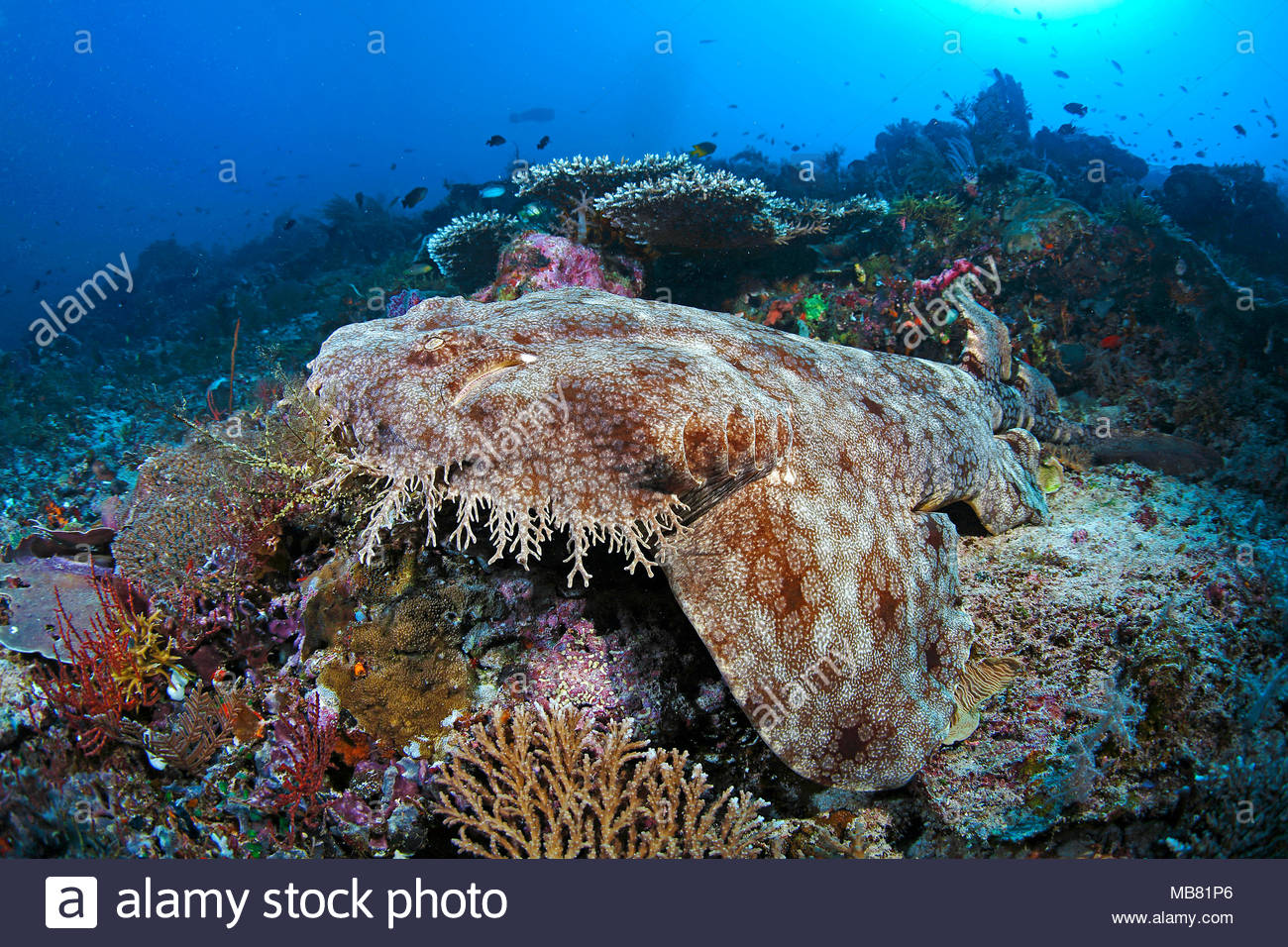 Wobbegong Sharks Stock Photos & Wobbegong Sharks Stock Images - Alamy