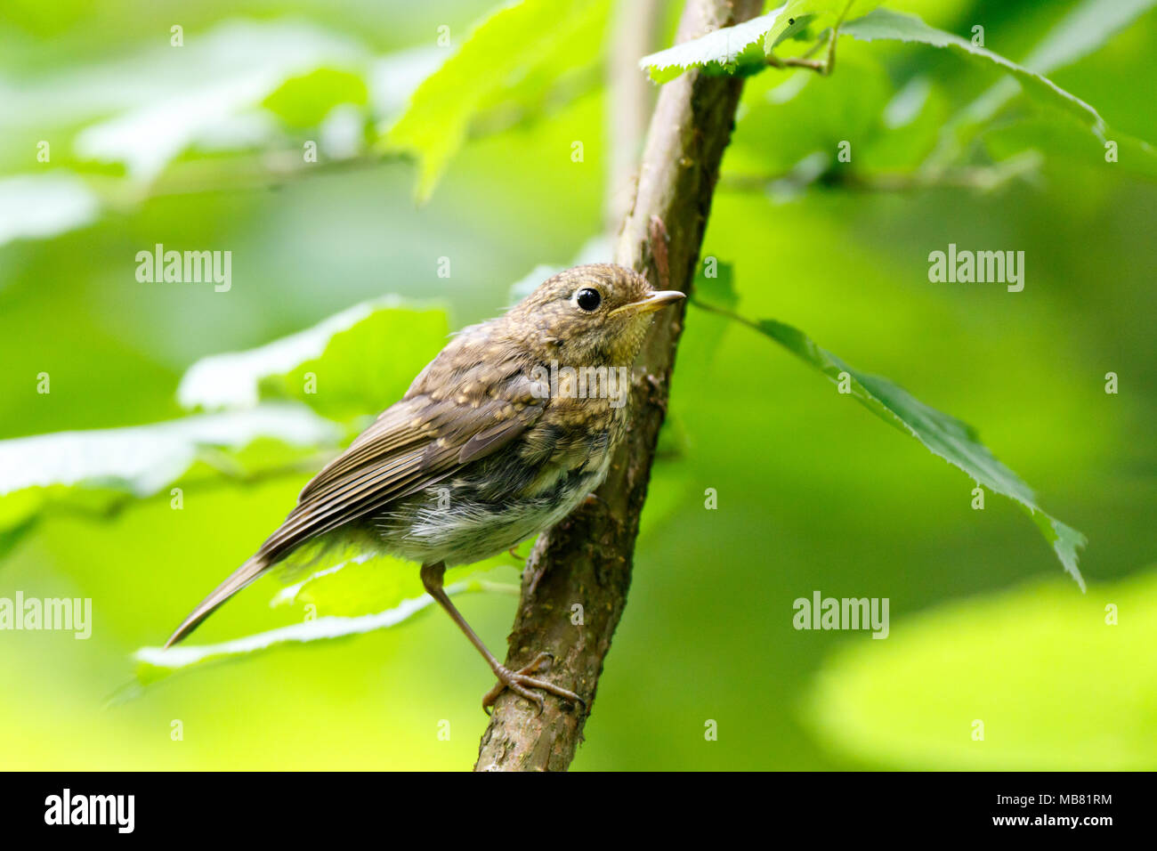 Robin (Erithacus rubecula). Russia, Moscow Stock Photo - Alamy
