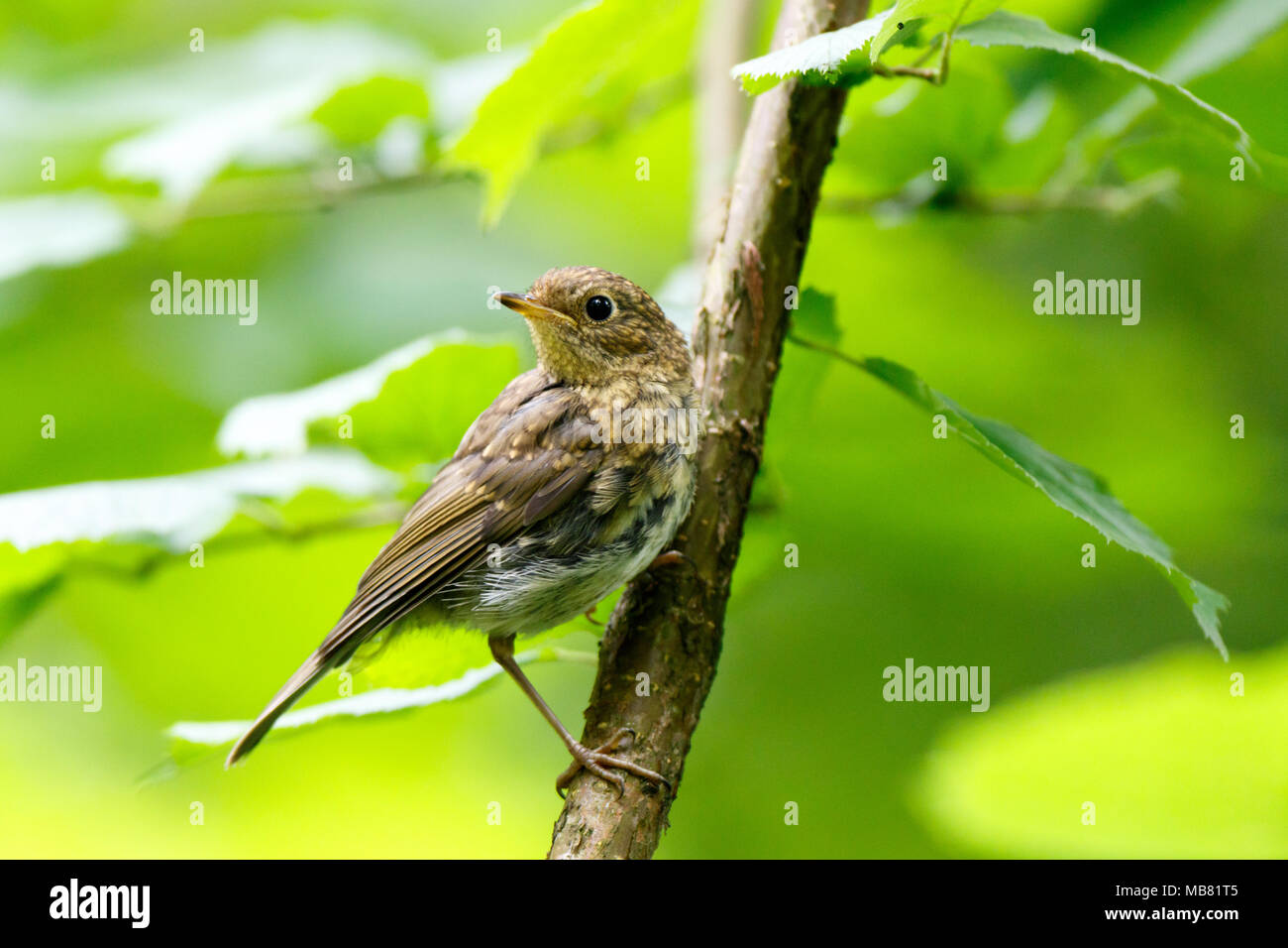 Robin (Erithacus rubecula). Russia, Moscow Stock Photo - Alamy