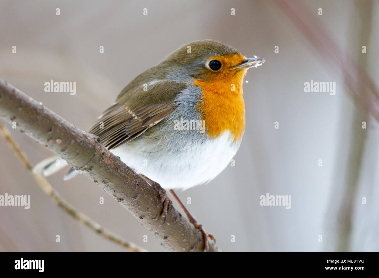 Robin (Erithacus rubecula). Russia, Moscow Stock Photo - Alamy
