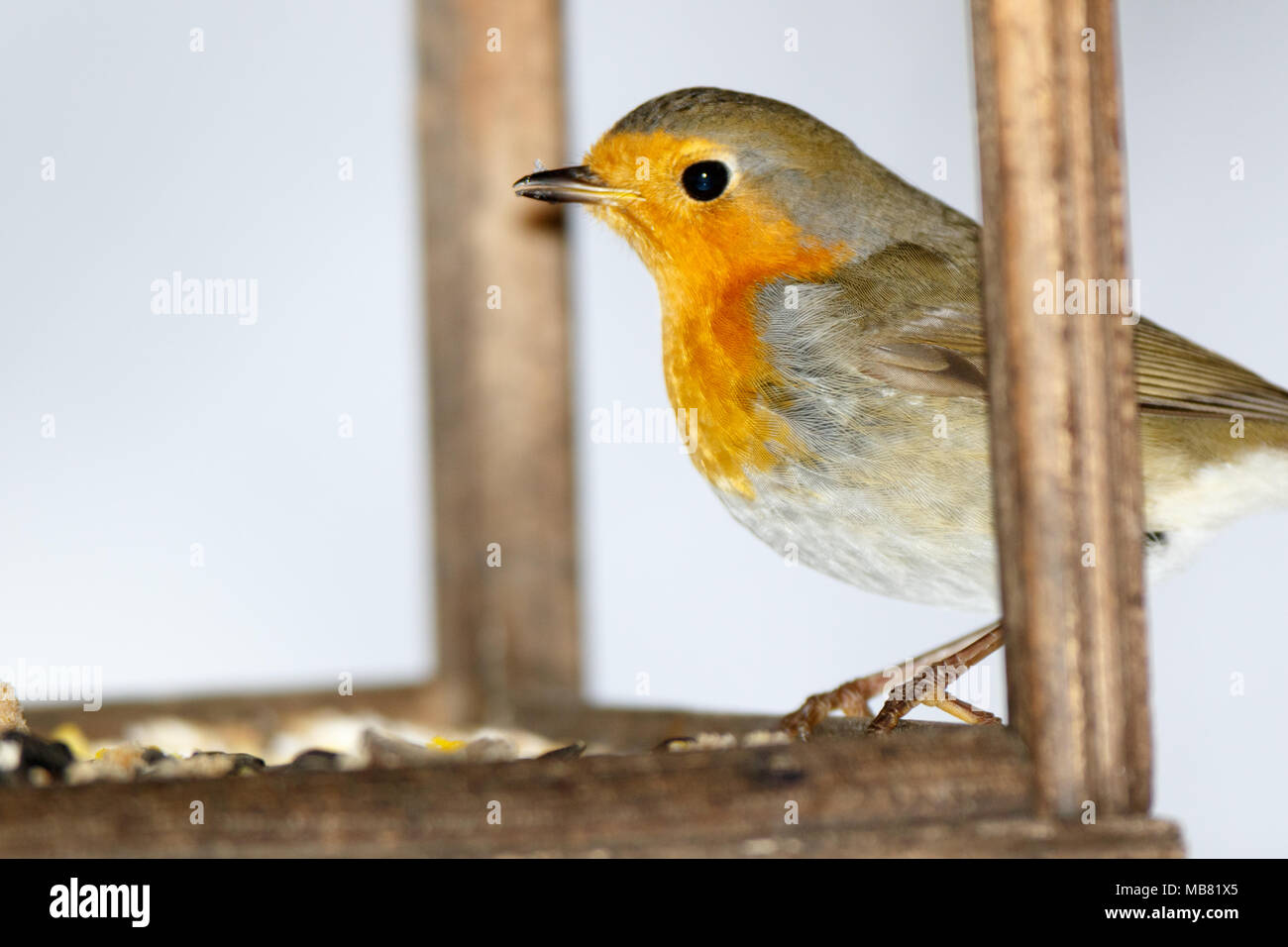 Robin winter birdfeeder hi-res stock photography and images - Alamy
