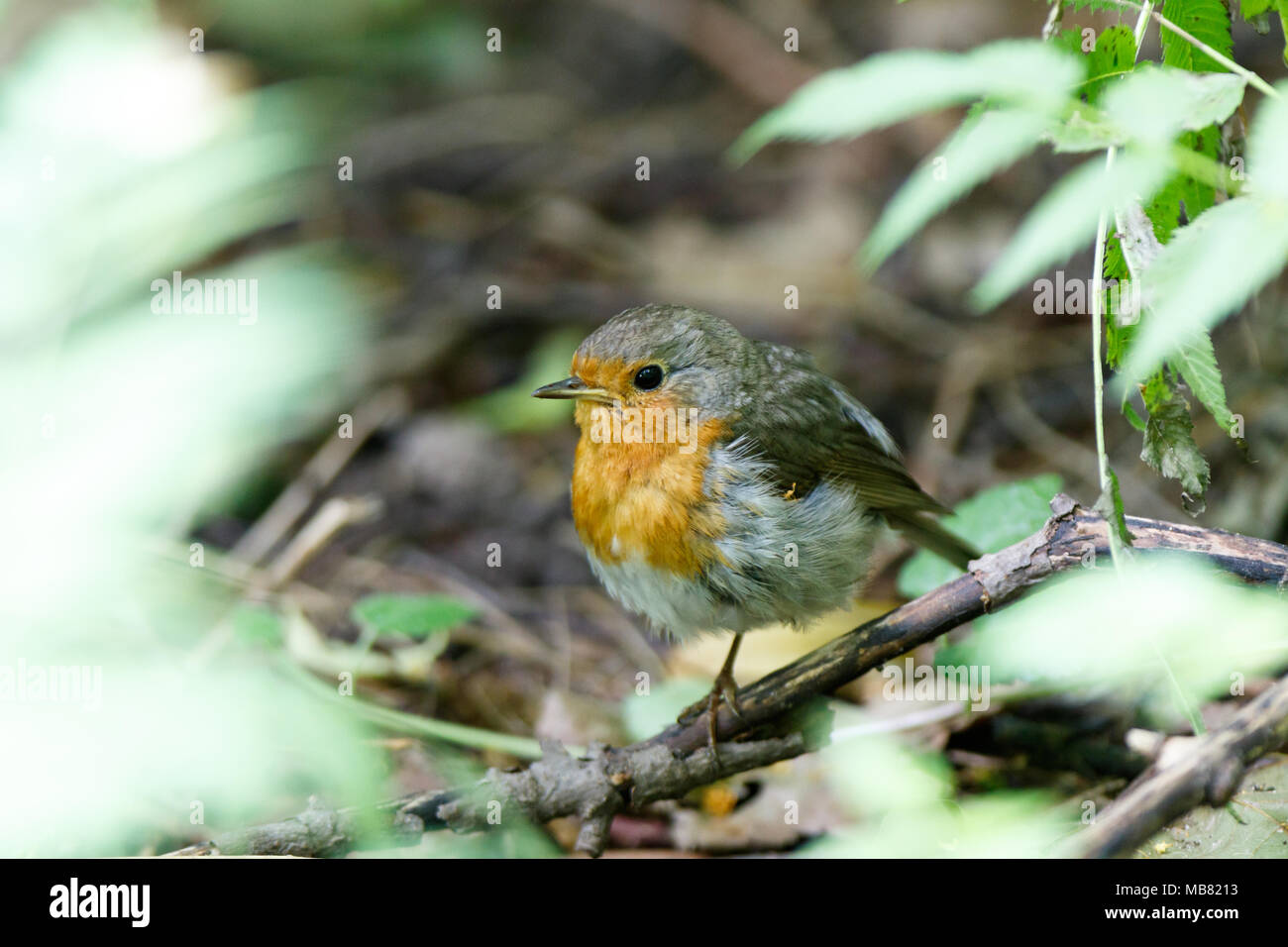 Robin (Erithacus rubecula). Russia, Moscow Stock Photo - Alamy
