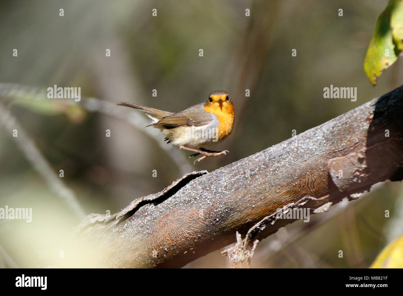 Robin (Erithacus rubecula). Russia, Moscow Stock Photo - Alamy