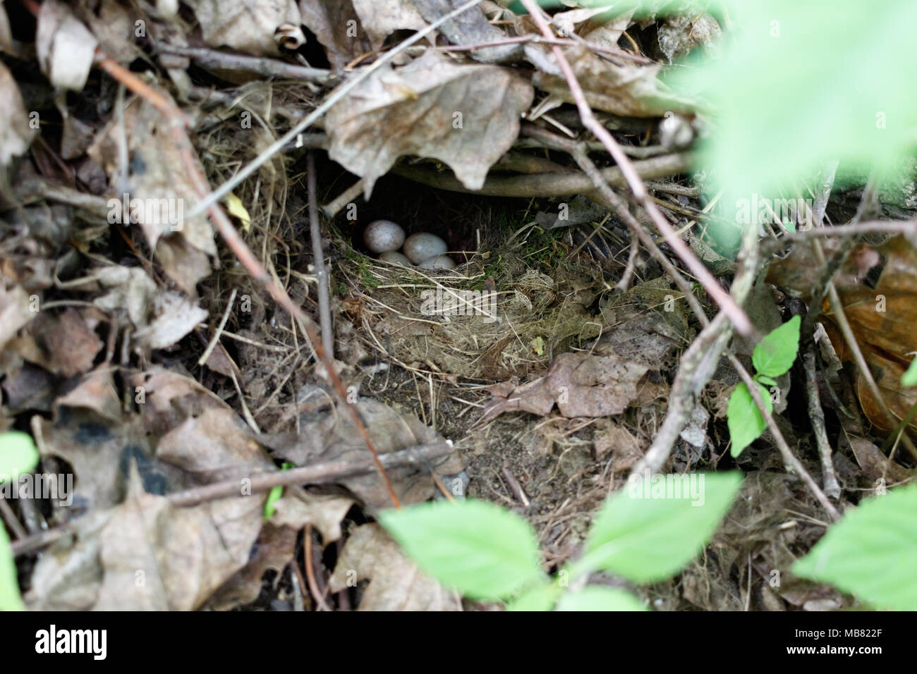 Erithacus rubecula. The nest of the Robin in nature. Russia, Moscow ...