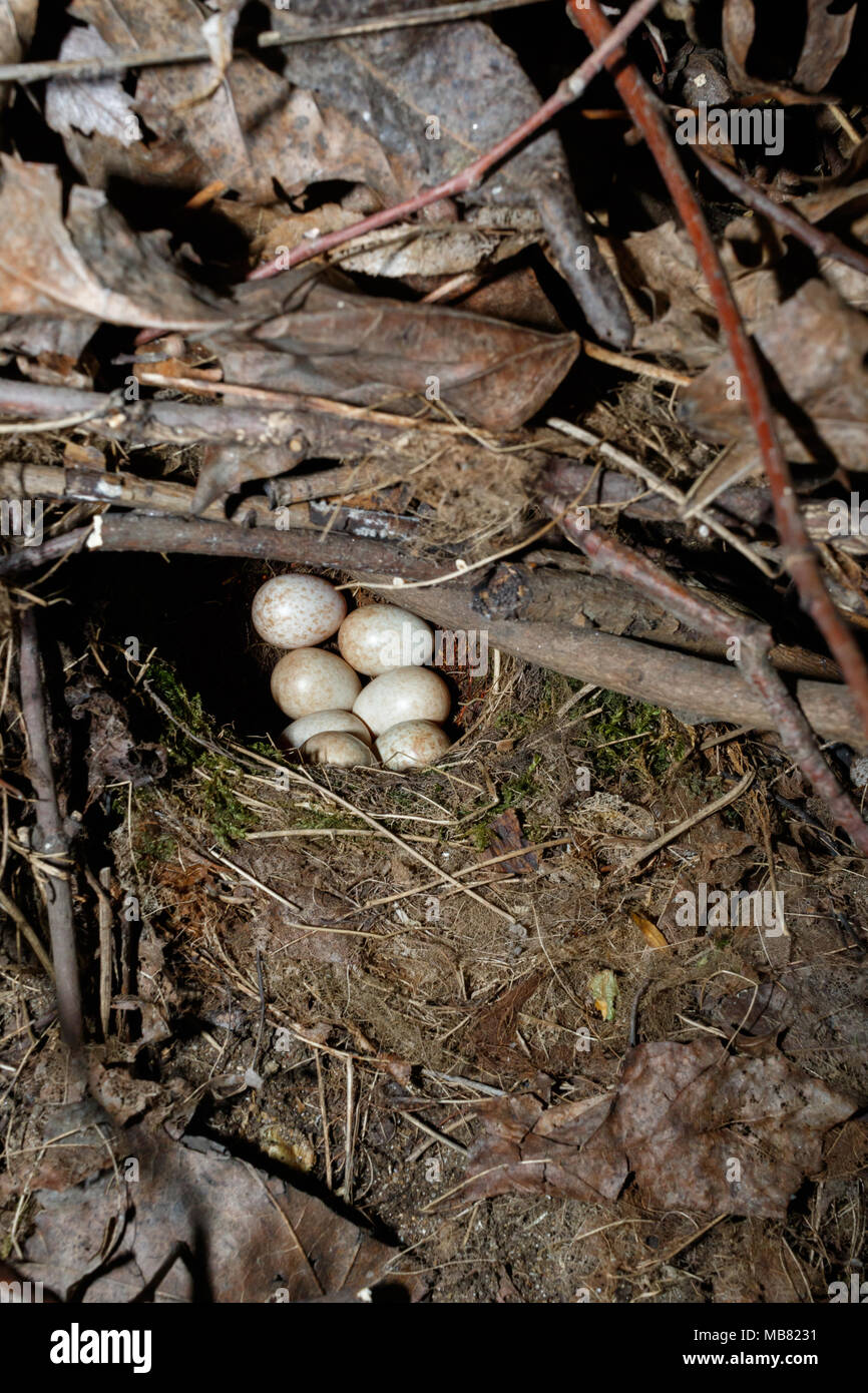 Erithacus rubecula nest and eggs hi-res stock photography and images ...