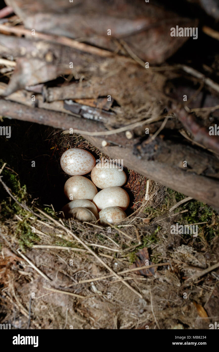 Erithacus rubecula nest and eggs hi-res stock photography and images ...