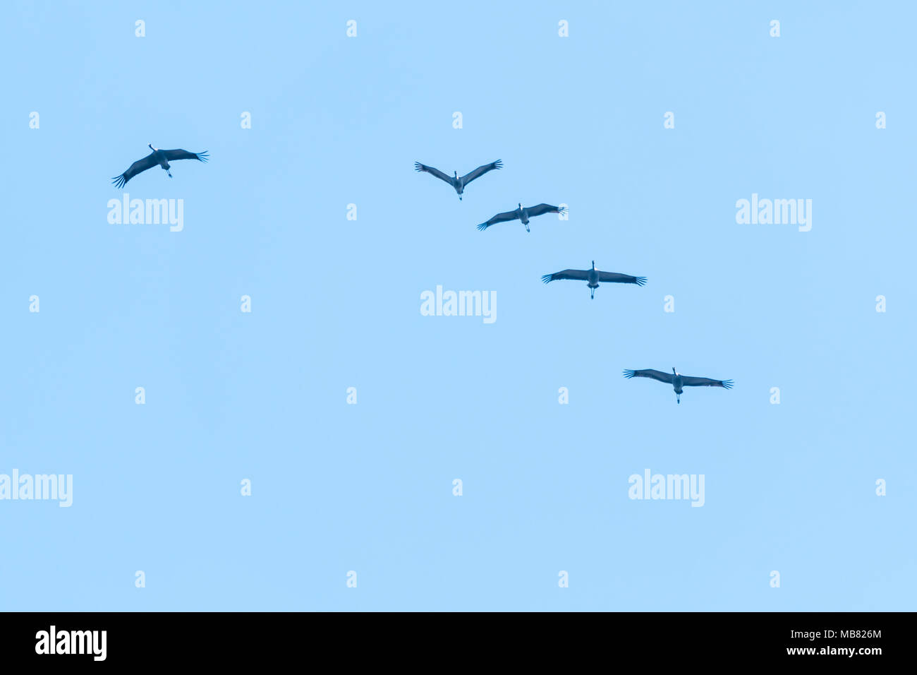 Cranes wings open in flight hi-res stock photography and images - Alamy