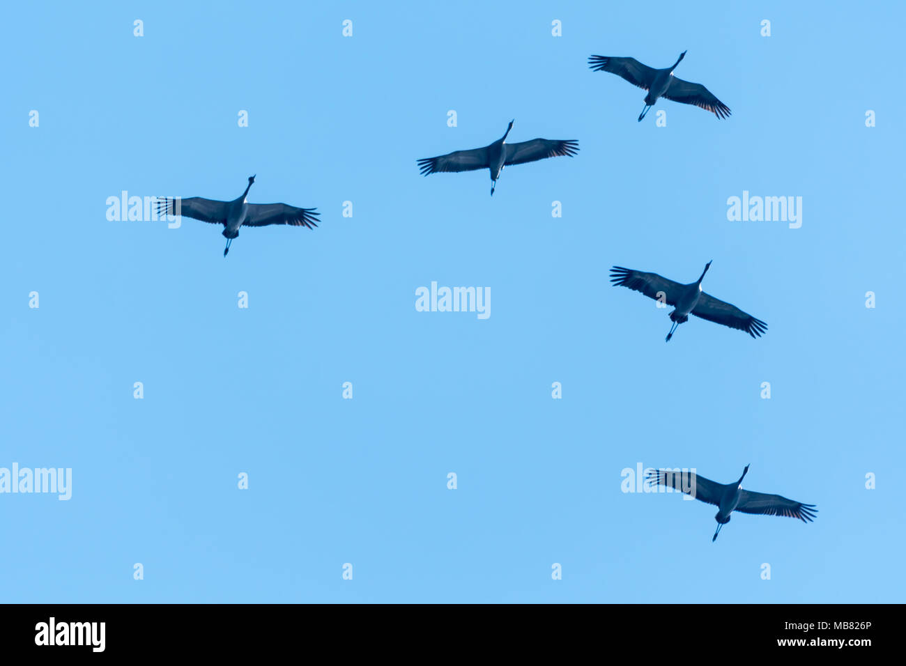Cranes wings open in flight hi-res stock photography and images - Alamy