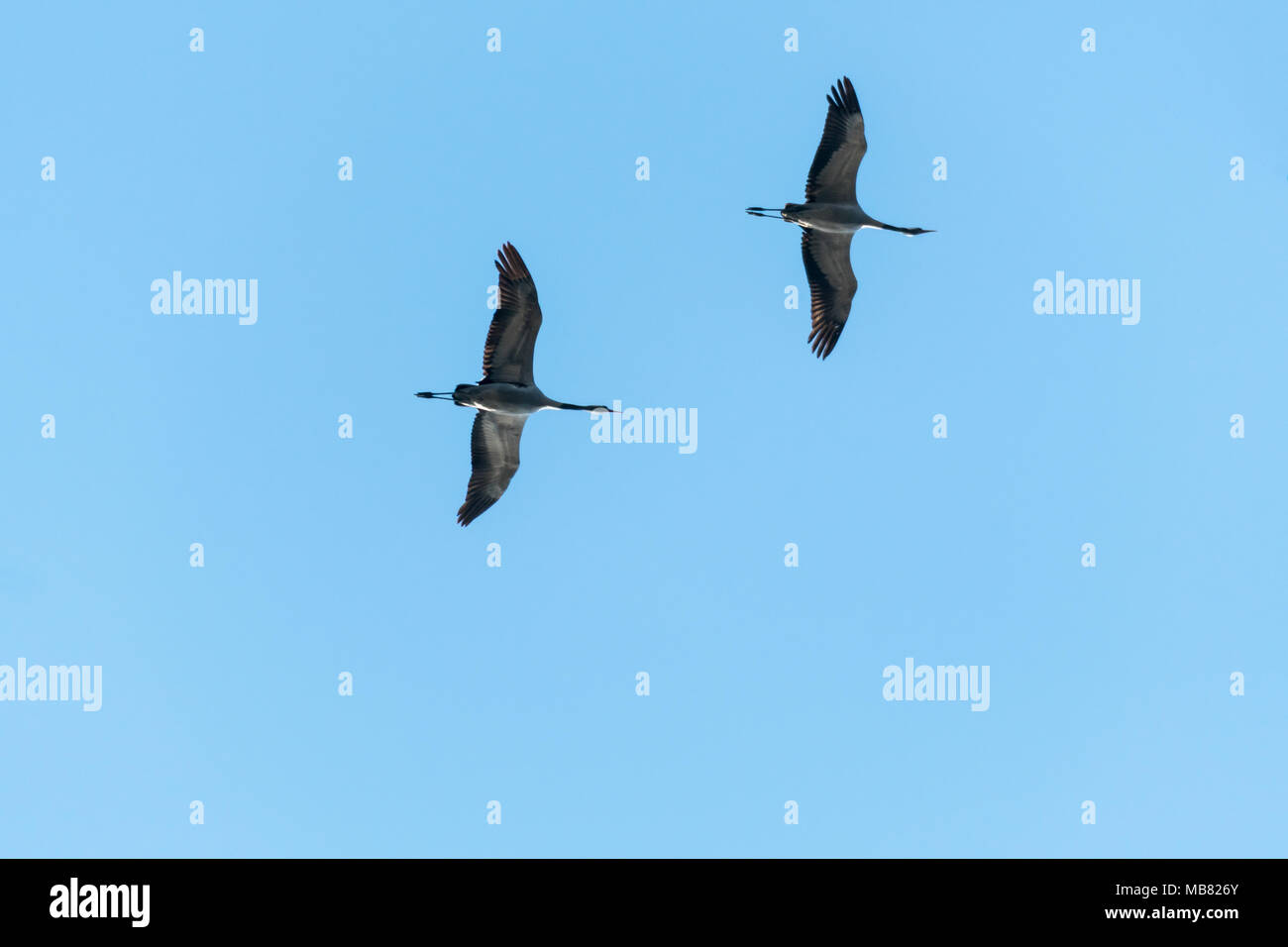 Flying common crane hi-res stock photography and images - Alamy