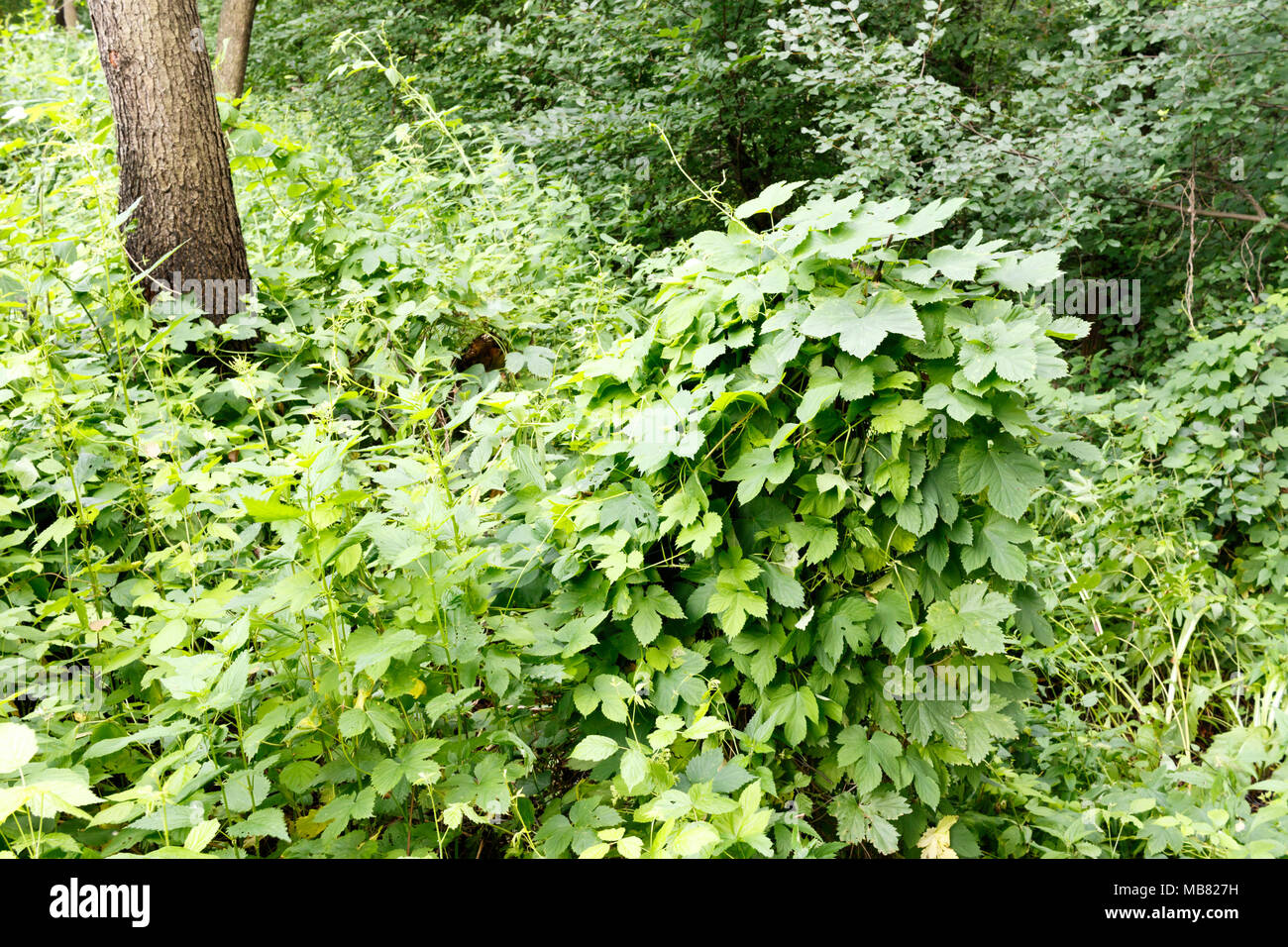 Erithacus rubecula. Nest Habitat of Robin. Landscape Stock Photo - Alamy