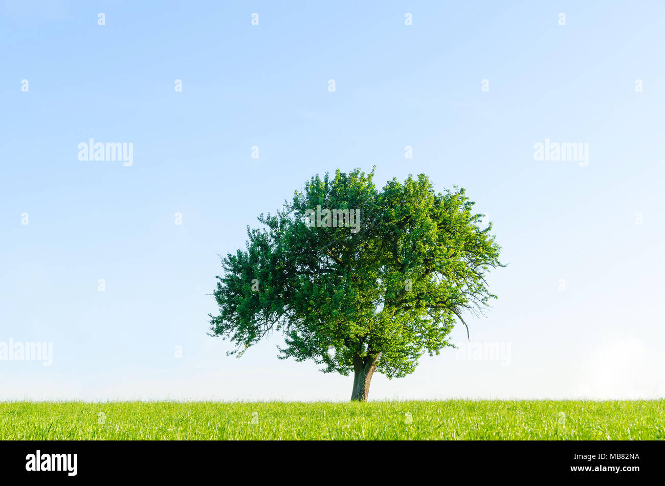 Isolated tree field hi-res stock photography and images - Alamy