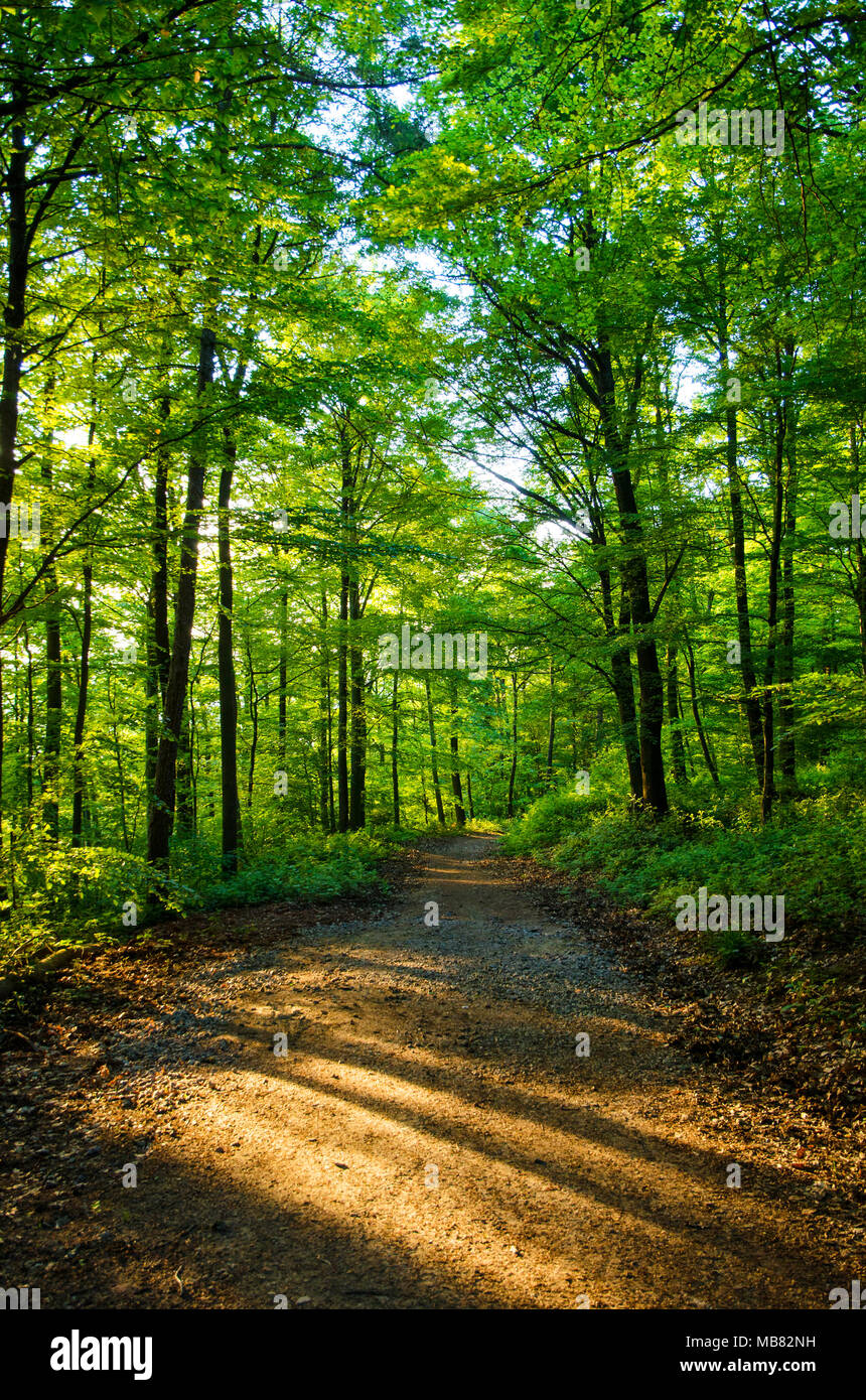 Sunlit forest hi-res stock photography and images - Alamy