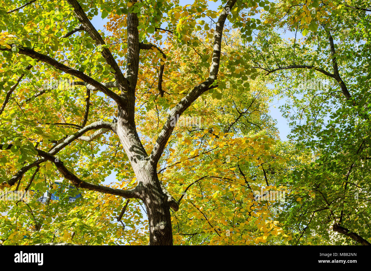Sunlit fall foliage hi-res stock photography and images - Alamy