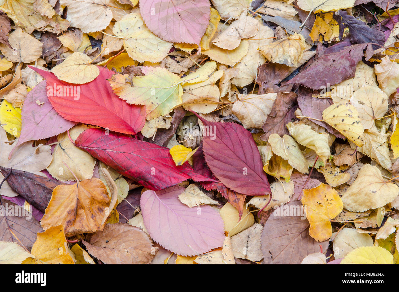 Background of radiant colorful autumn leaves on the ground Stock Photo ...