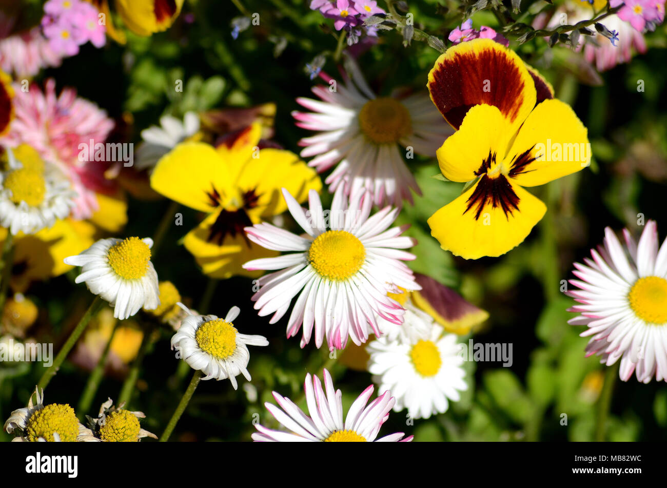 Background with daisies and pansies Stock Photo - Alamy