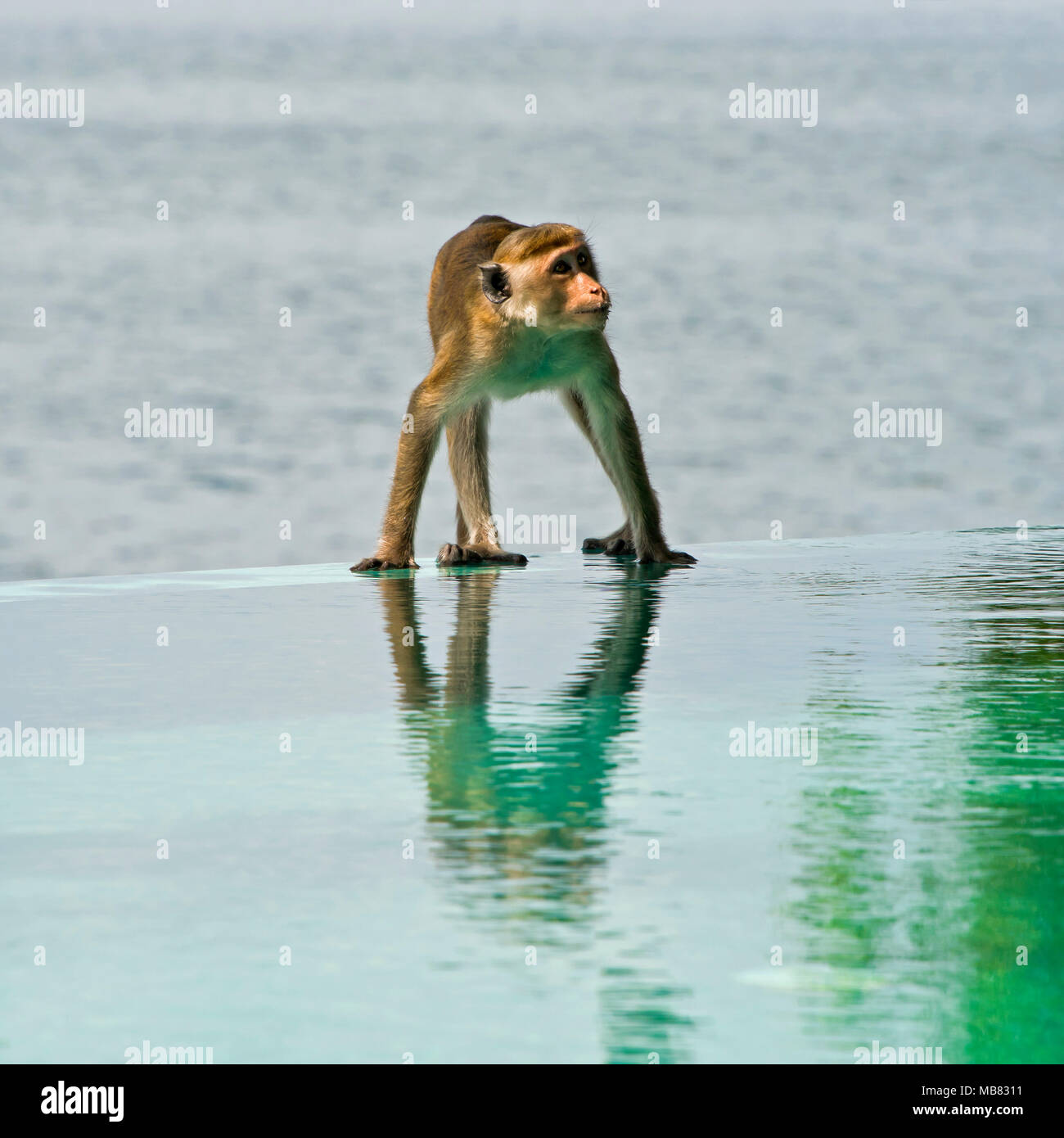 Square view of a wild Toque macaque drinking from a swimming pool at ...