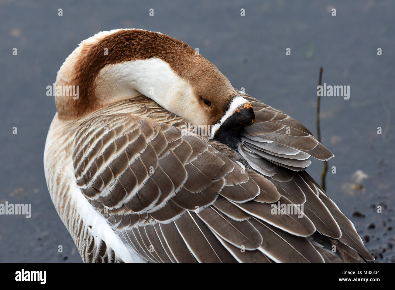 Chinese Swan Goose / Anser cygnoides sleeping resting on the River ...