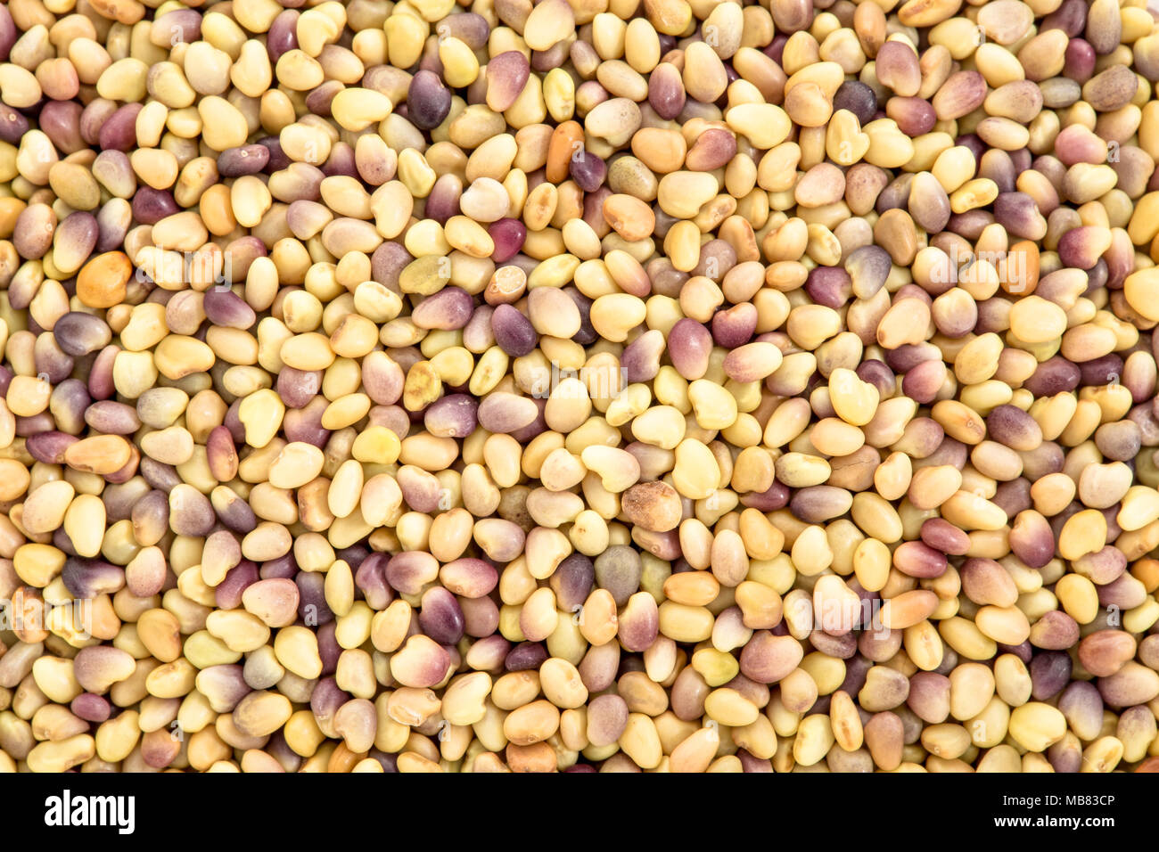 background of red clover organic sprouting seeds Stock Photo - Alamy