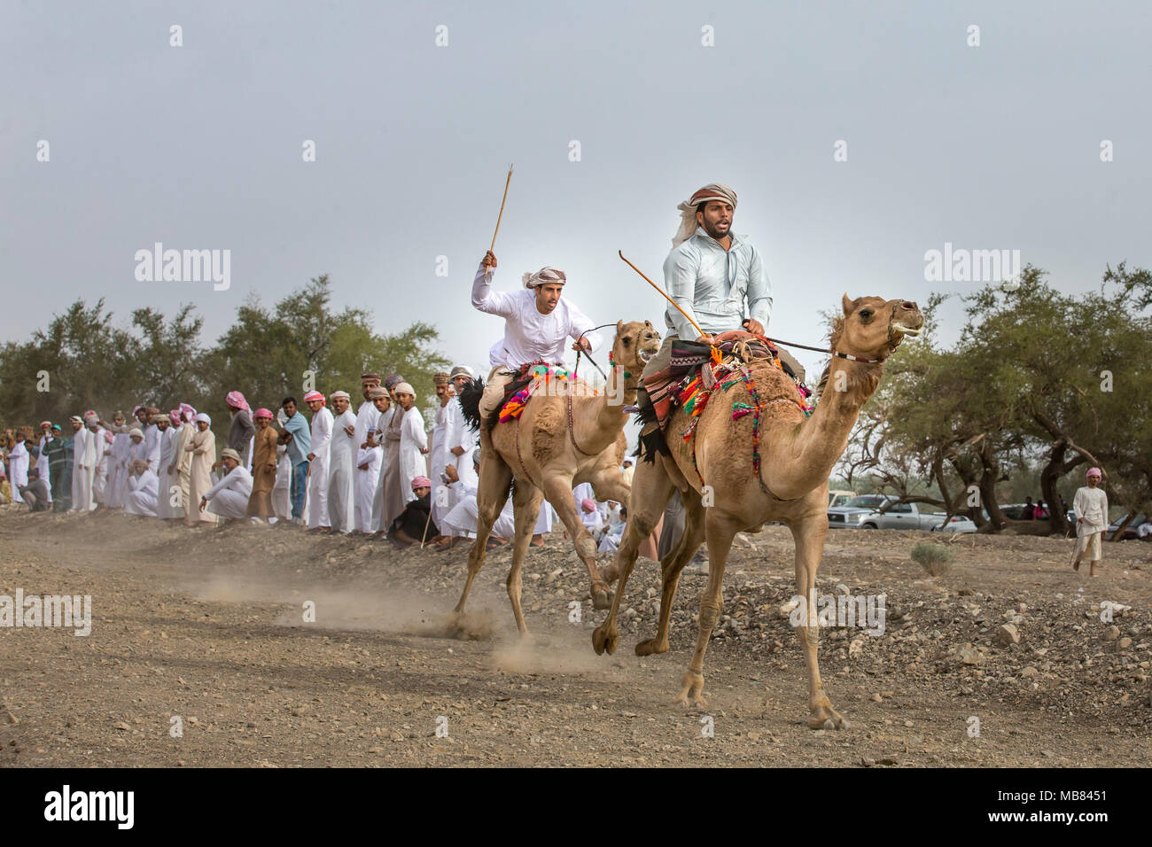 Racing camels hi-res stock photography and images - Alamy