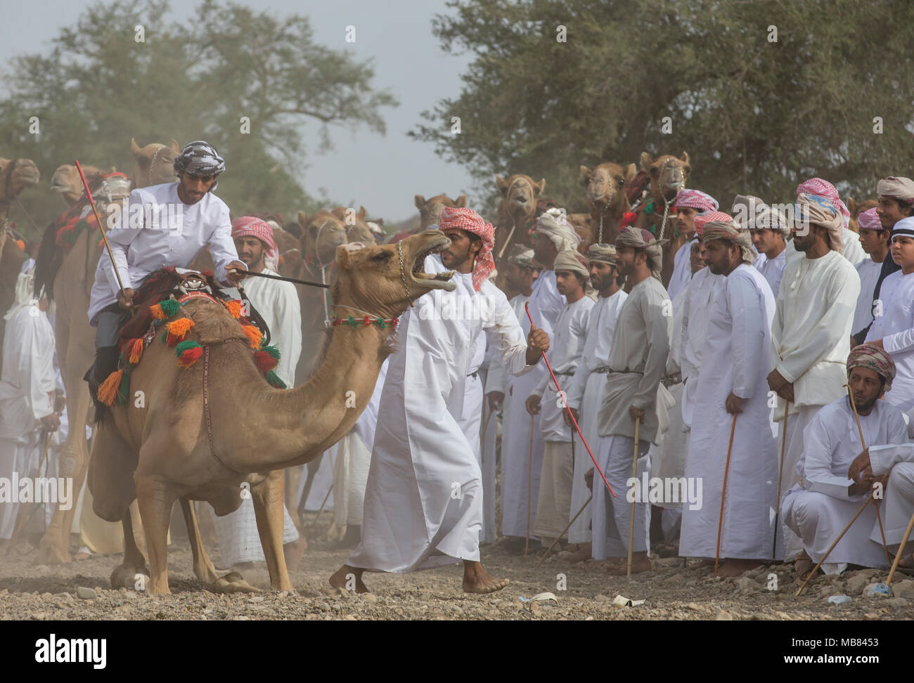 Oman camel racing hi-res stock photography and images - Alamy