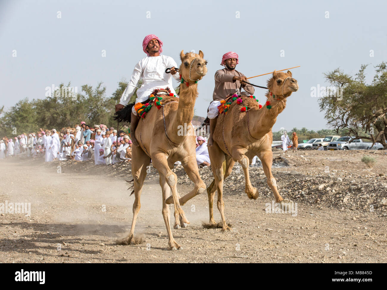 Khadal, Oman, April 7th, 2018: omani men racing camels in a countryside ...