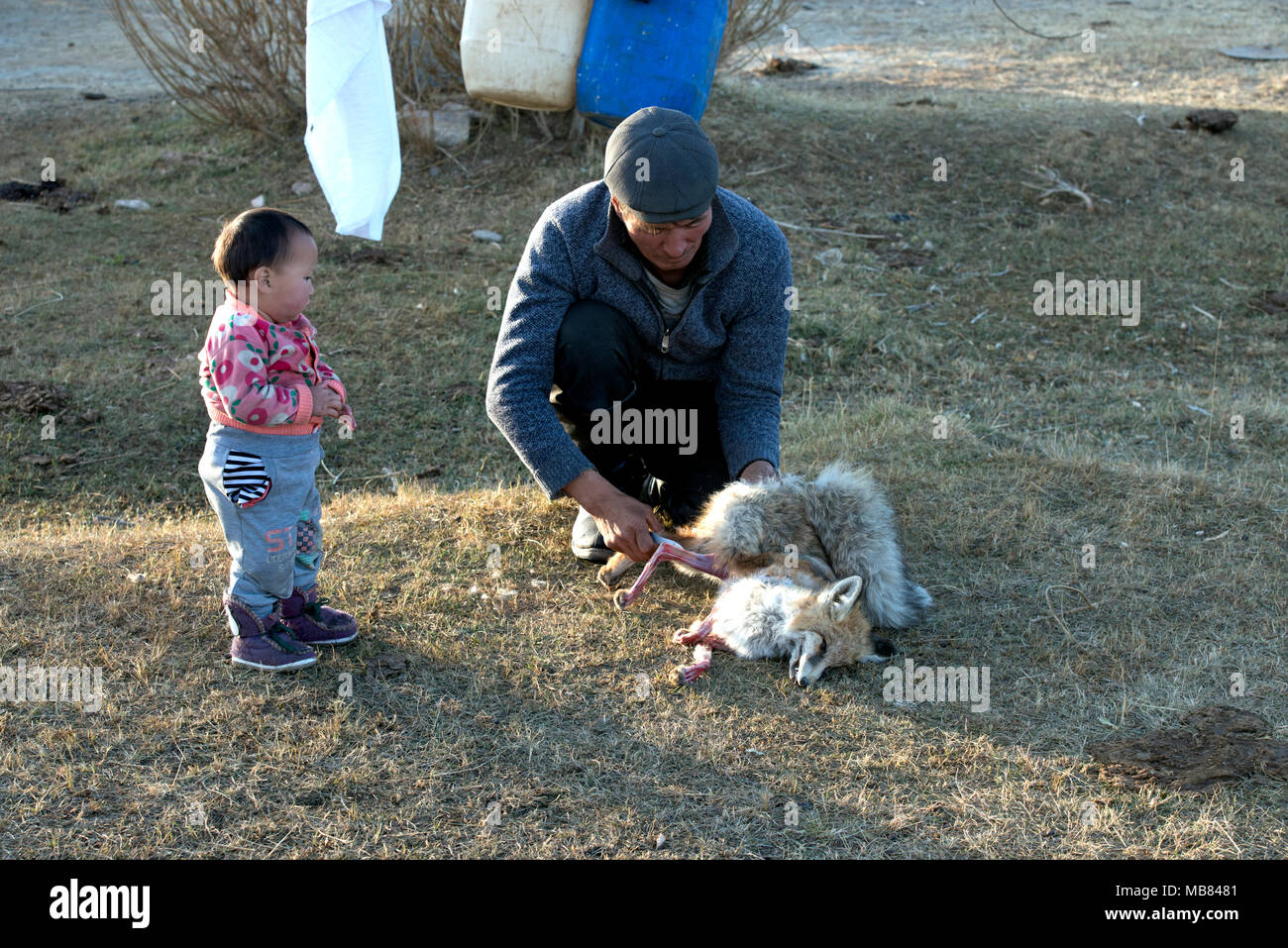 A Kazakh man skins a fox caught by a golden eagle as his young daughter ...